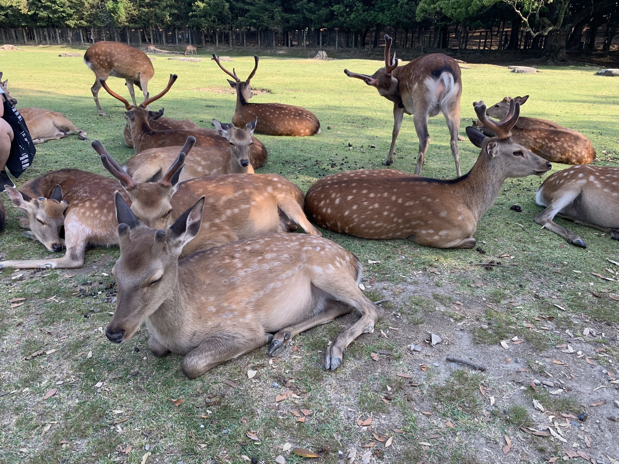 Nara Park: A Day with Deer in Nara, Japan | Halicopter Away