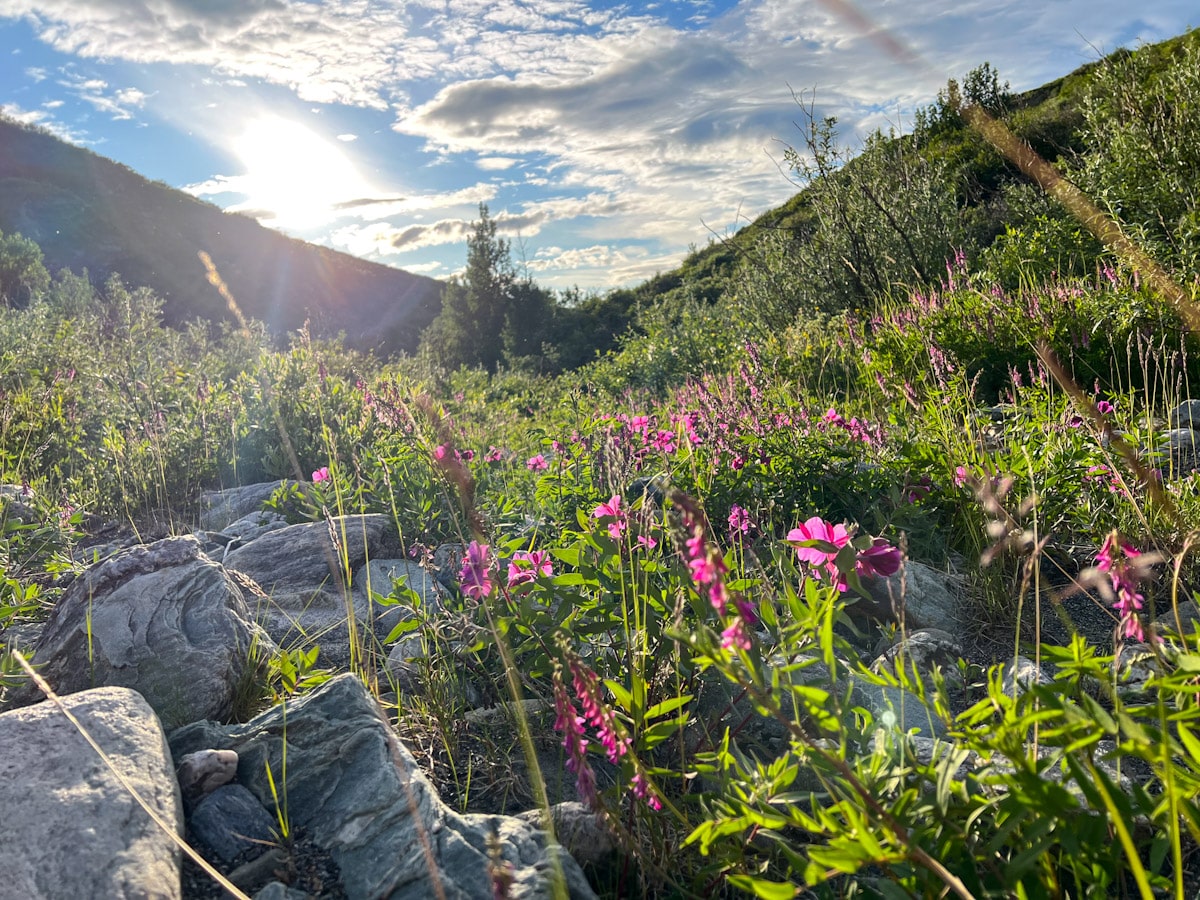 Guide to Backpacking Denali National Park | Halicopter Away